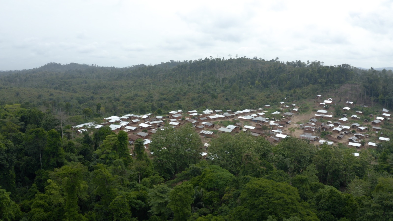 International Day of Forests 2025: Wild Africa Calls for Urgent Action ...